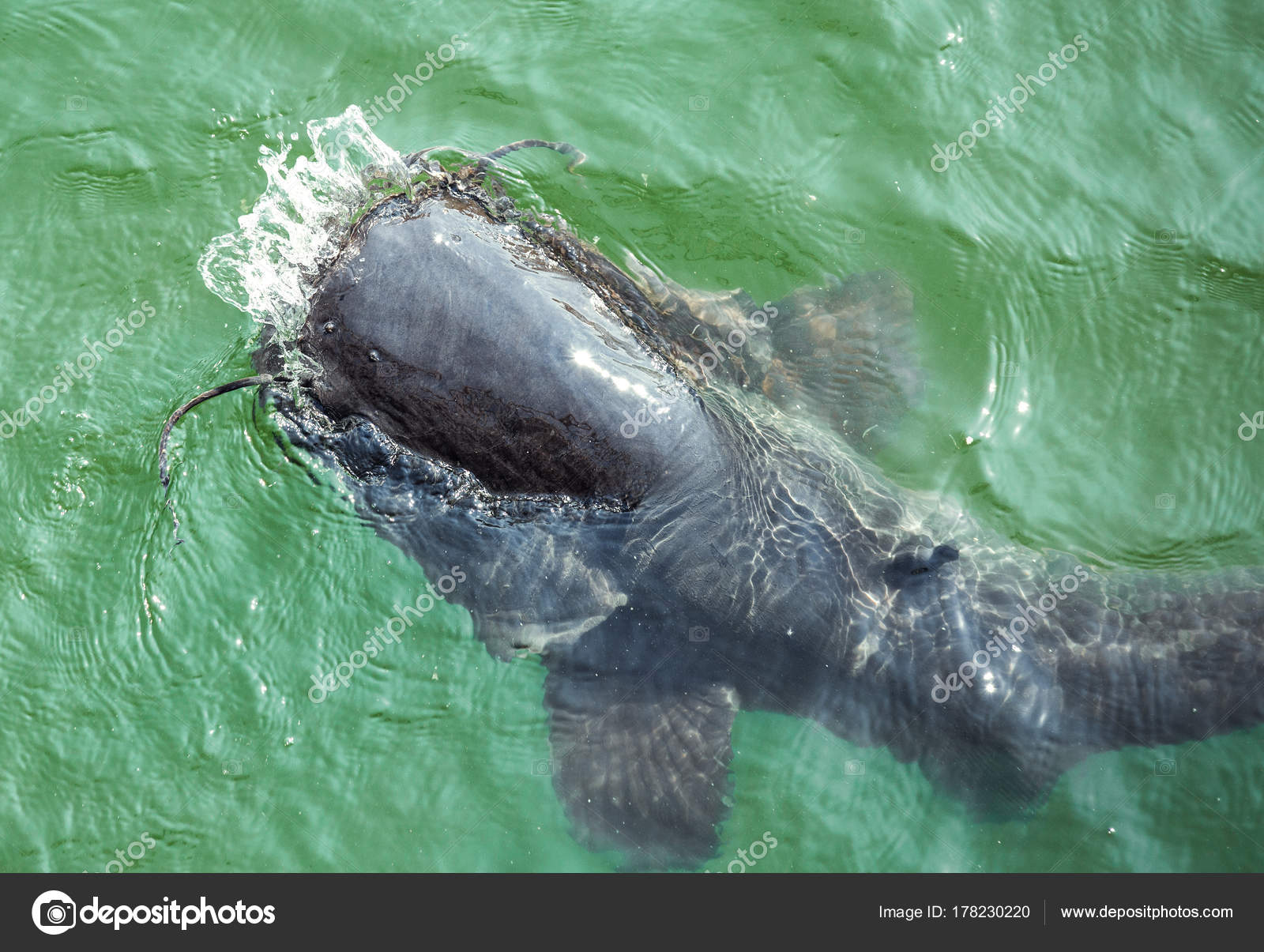 Chernobyl Radioactive Fish