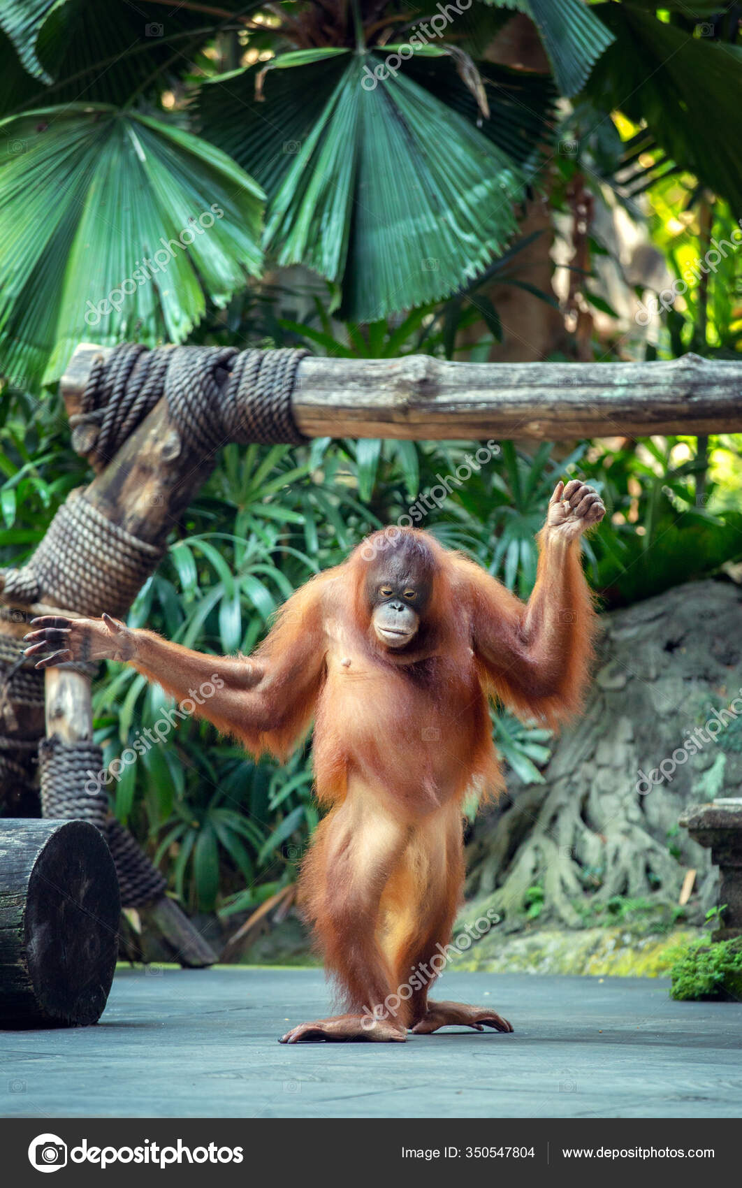 Female Orangutan Standing Up