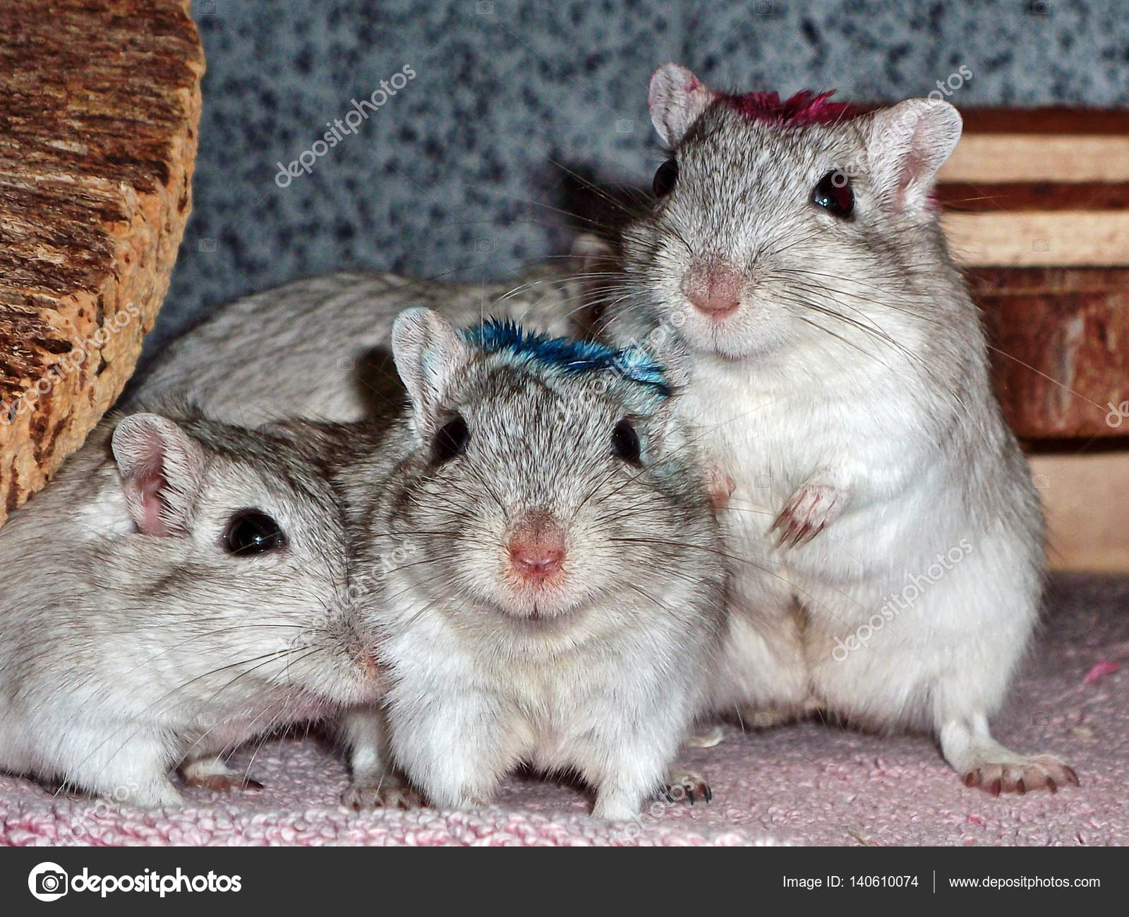 Super Cute Gerbils