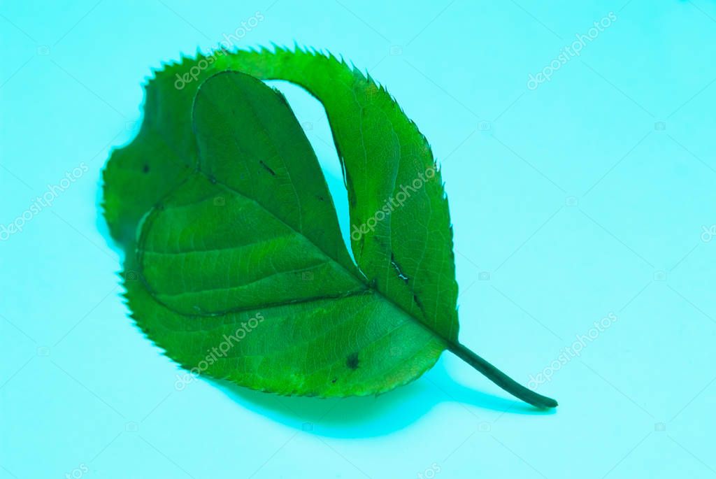 símbolo ecológico de la hoja con forma de corazón, recurso natural 2024