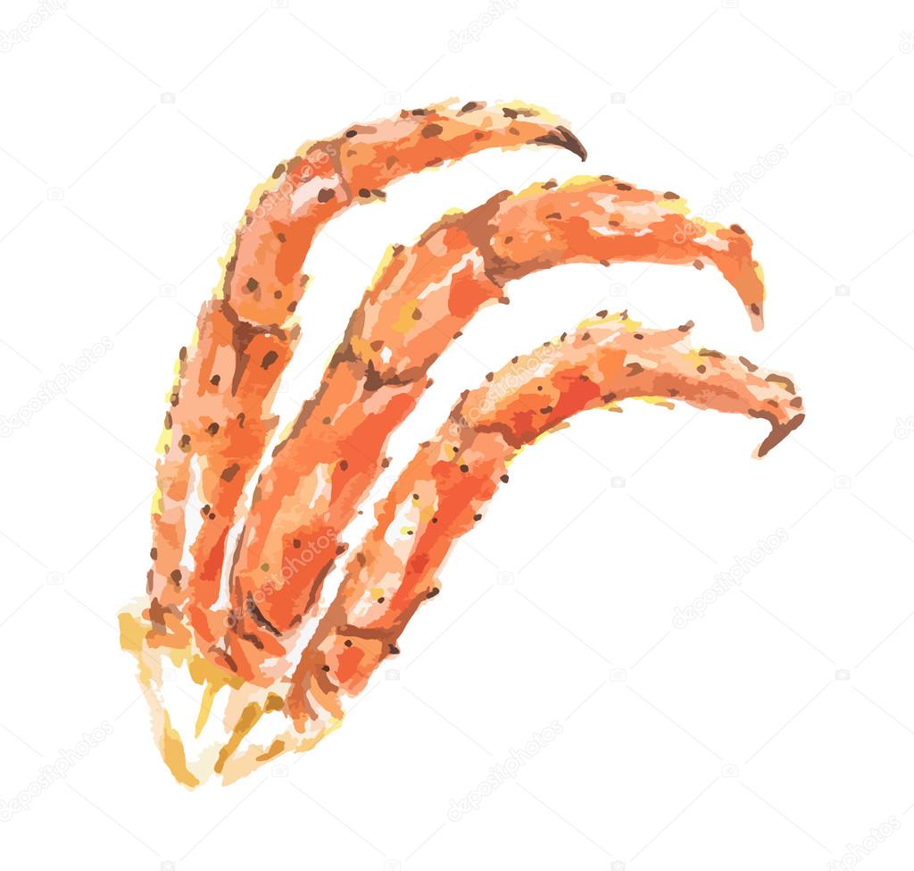 Isolated watercolor crabs claws. Stock Vector Image by ©inspiring ...