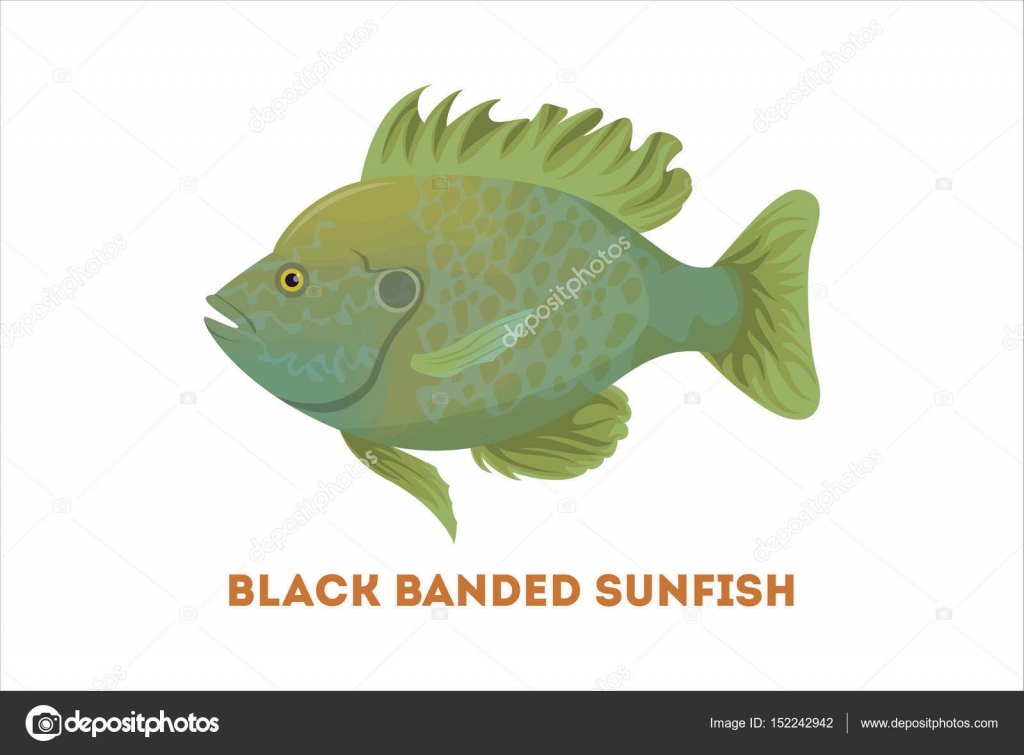 Isolated sunfish fish. Stock Vector Image by ©inspiring.vector.gmail ...