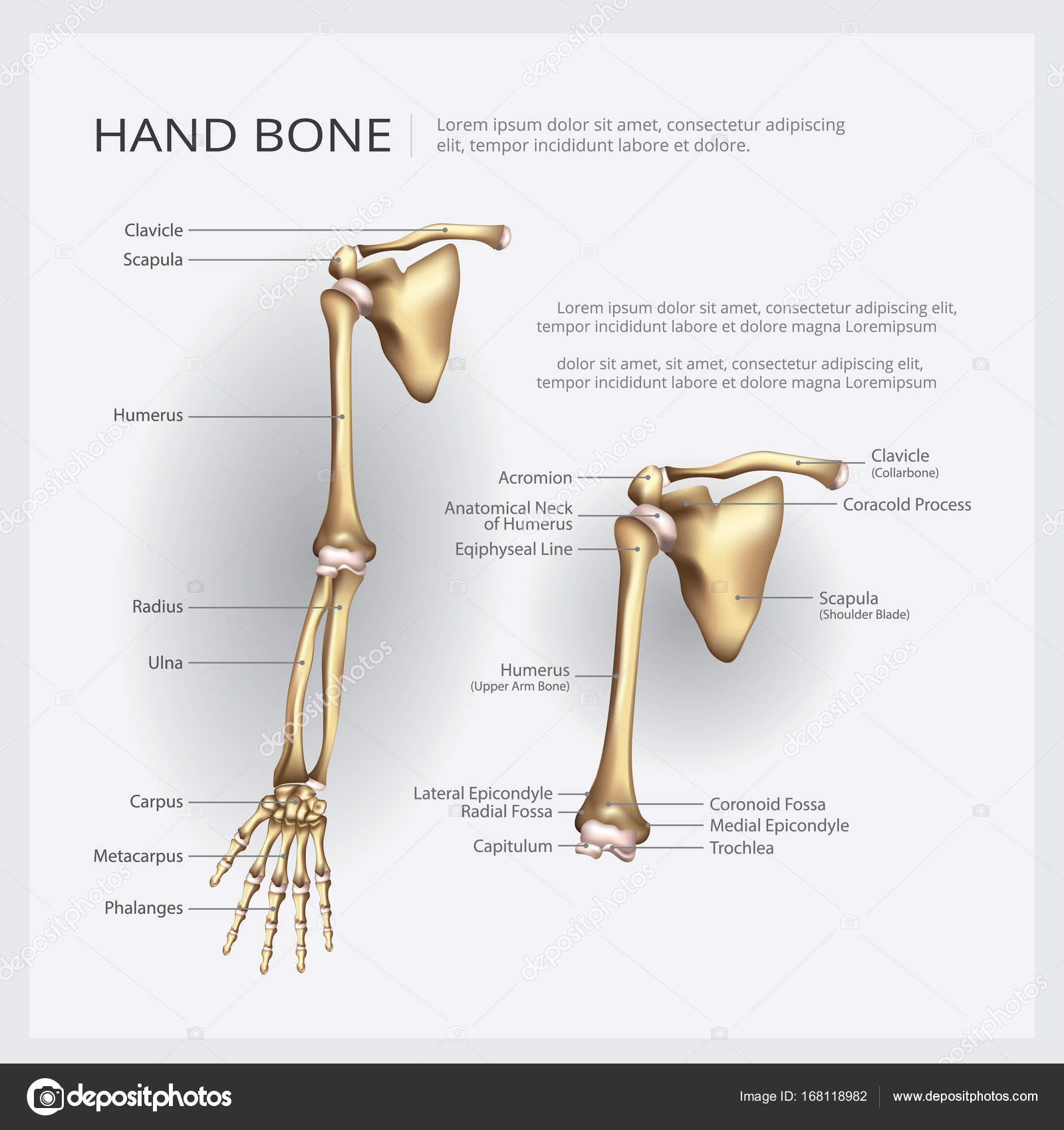 Ilustração do vetor do osso do braço e da mão Vetor de ©pongpongching ...
