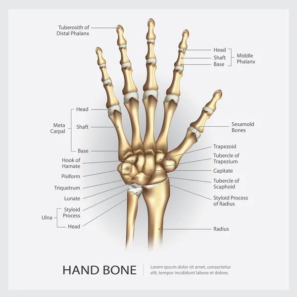 Frontal view image of bones the of hand with anotations. Stock Vector ...