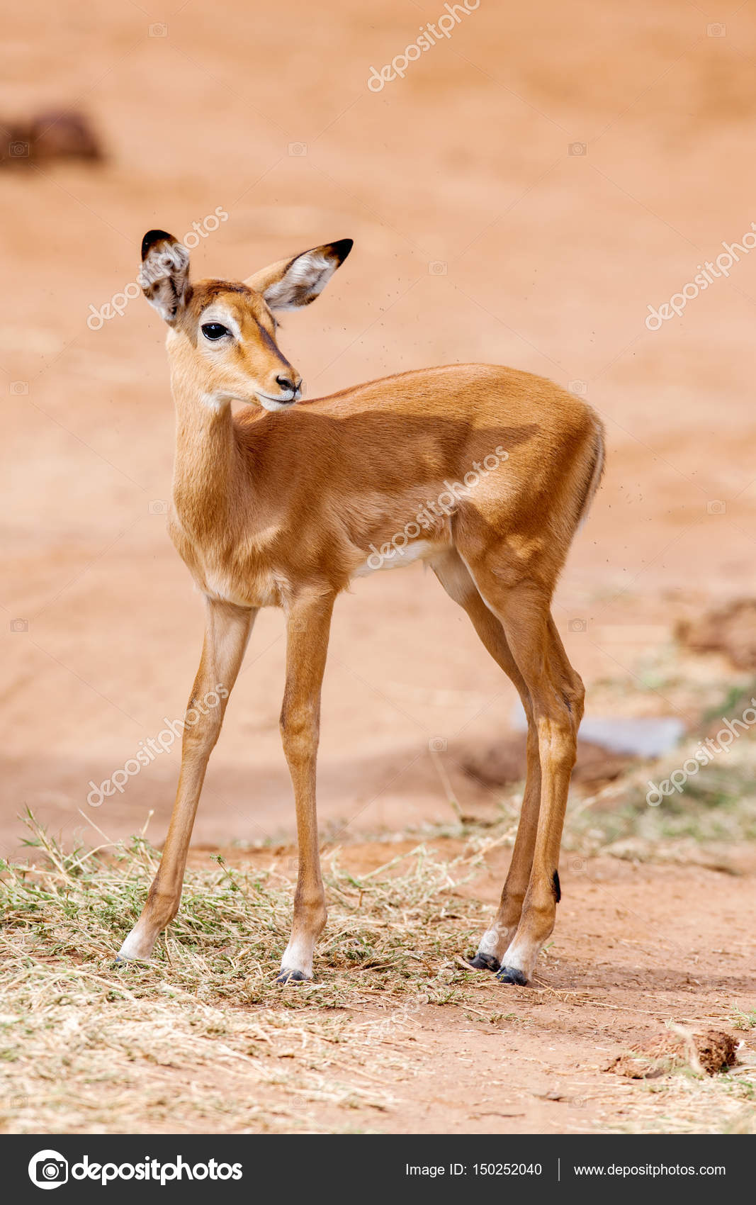 Baby Impala Animal