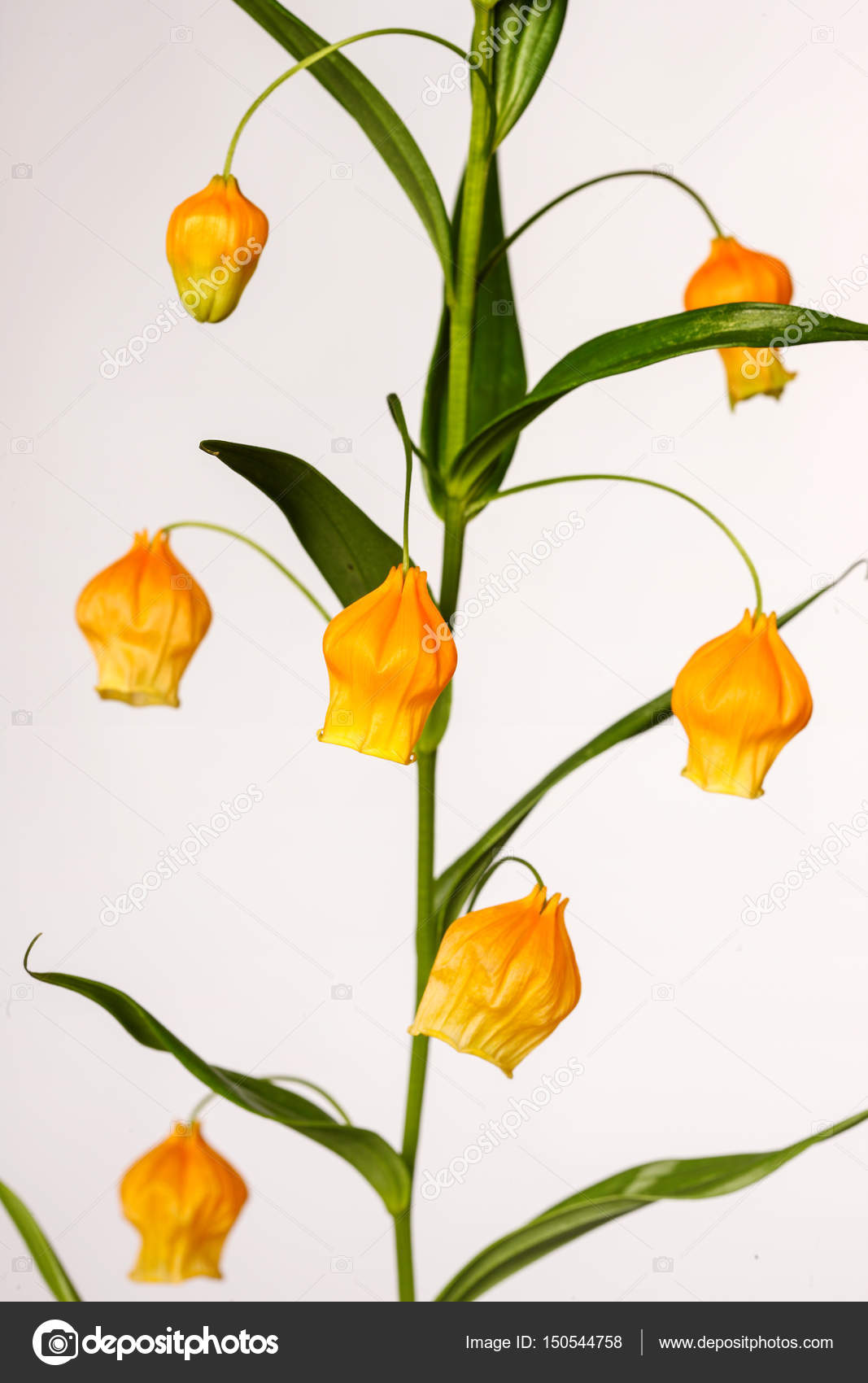 Upside Down Purple Bell Flower