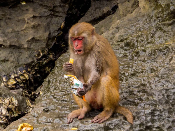 Monkey eating ice cream Stock Photos, Royalty Free Monkey eating ice ...