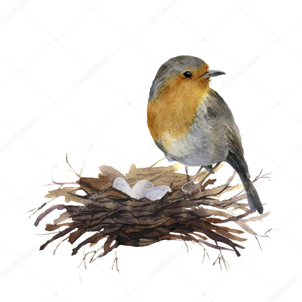 Acuarela pájaro sentado en el nido con huevos. Ilustración pintada a ...
