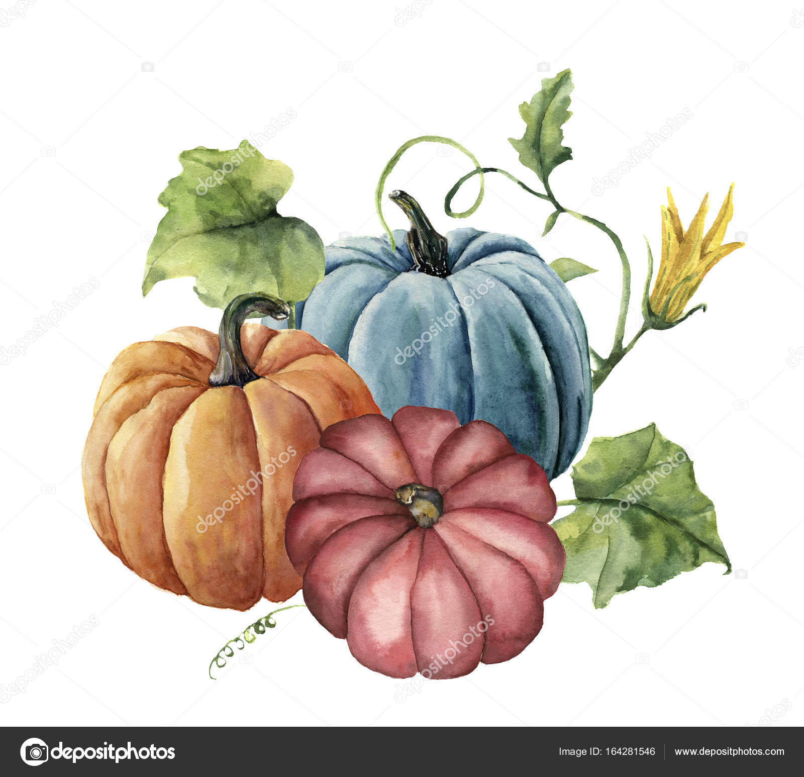 Pumpkin Botanical Illustration