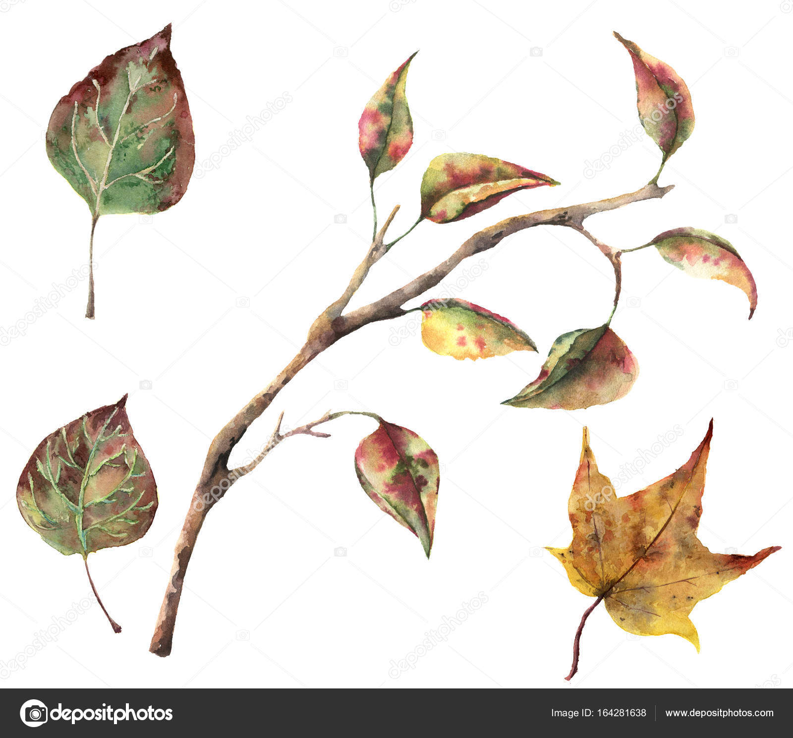 Watercolor autumn set with tree branches and fall leaves. Hand painted ...