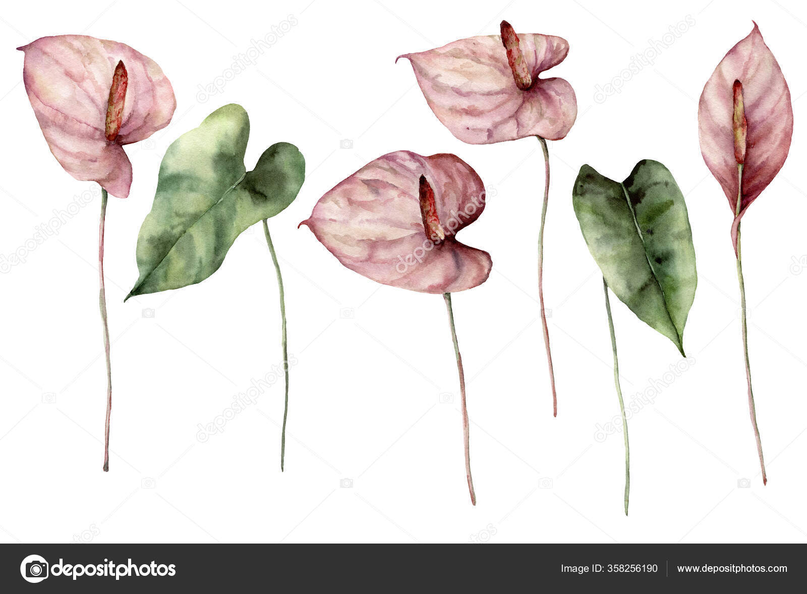 Watercolor tropic set with anthurium. Hand painted flowers and leaves ...