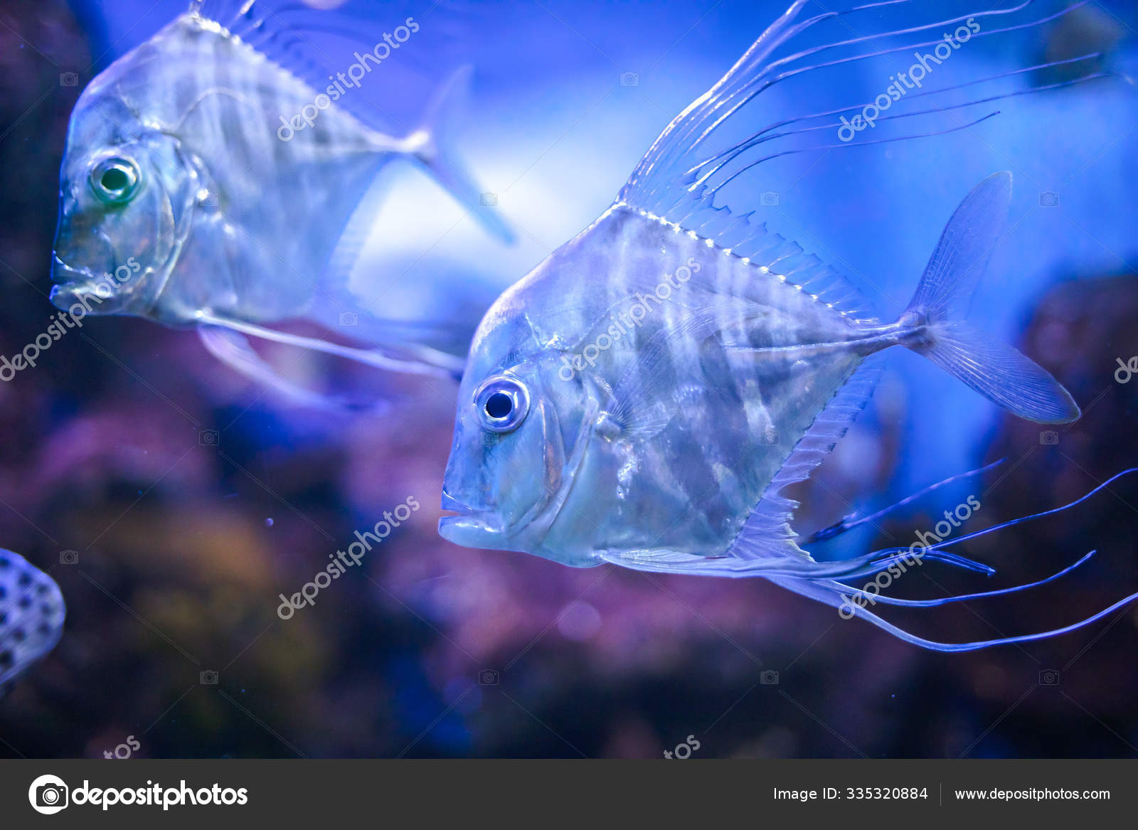Indian threadfish fishes swim underwater. Stock Photo by ©RUl8let 335320884