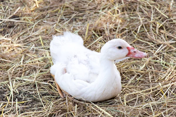 Lying down white duck on straw background - Stock Image - Everypixel