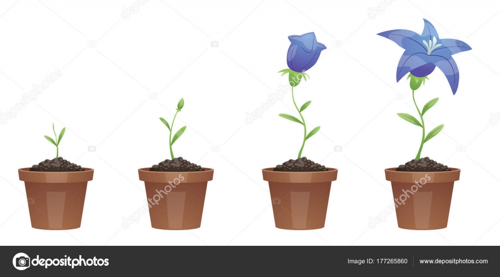 Stages of growth, beautiful blue flower (lily) Stock Vector Image by ...