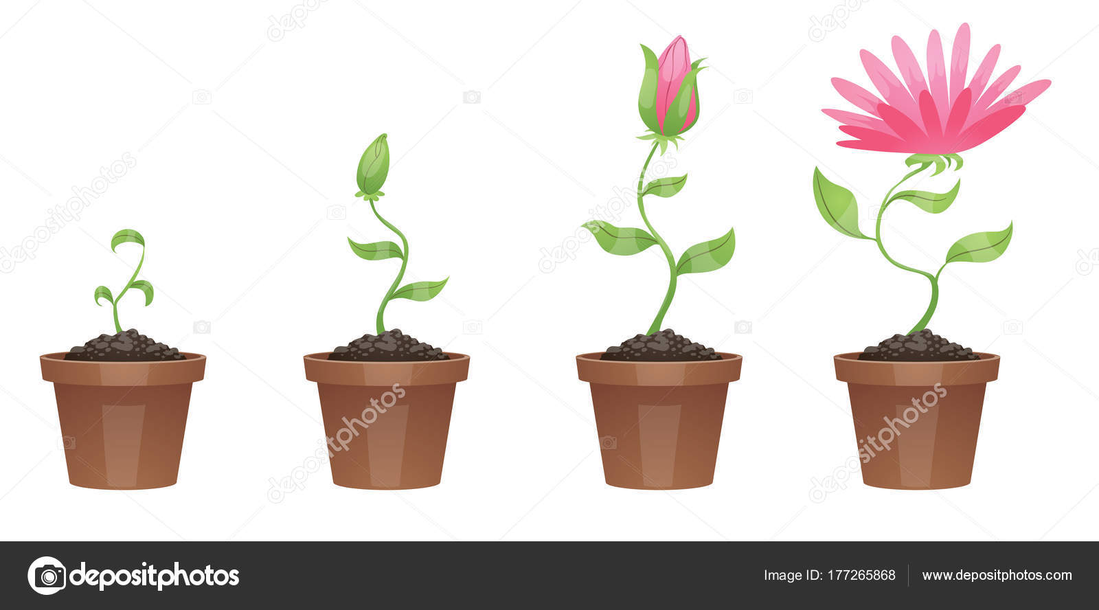 Stages of growth, beautiful pink flower (chrysanthemum) Stock Vector ...