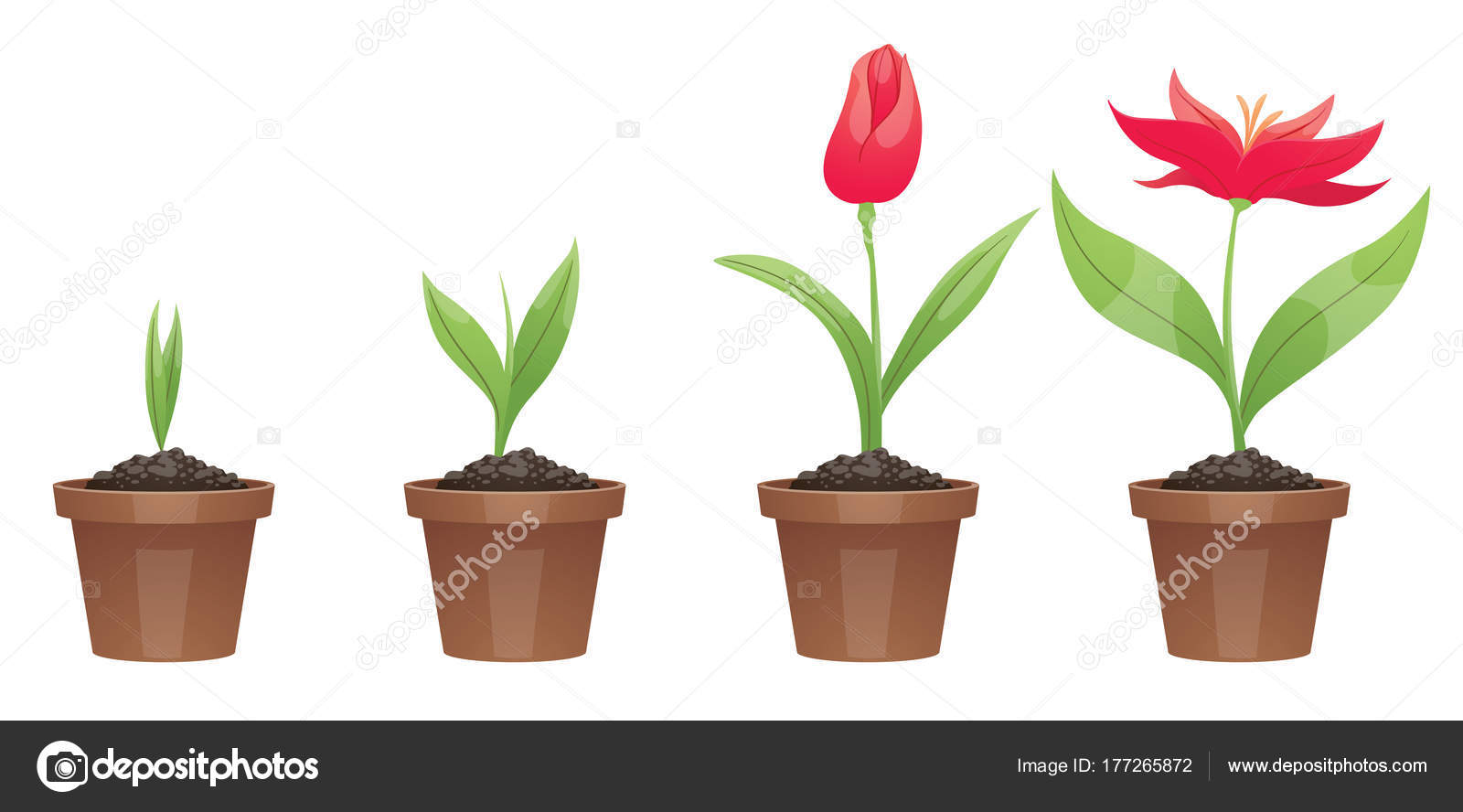 Etapas Del Crecimiento De Una Flor LAS ETAPAS DEL DESARROLLO DE LAS