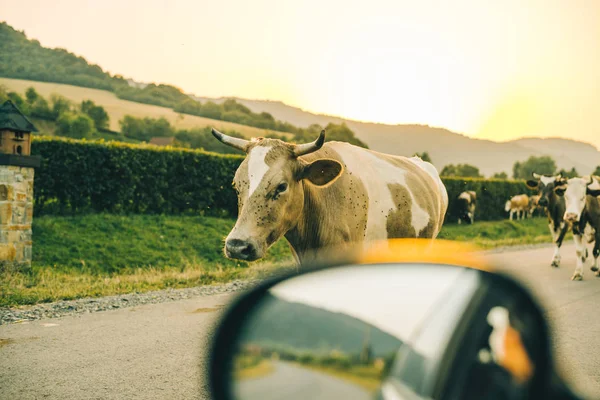 Cows cars Stock Photos, Royalty Free Cows cars Images | Depositphotos