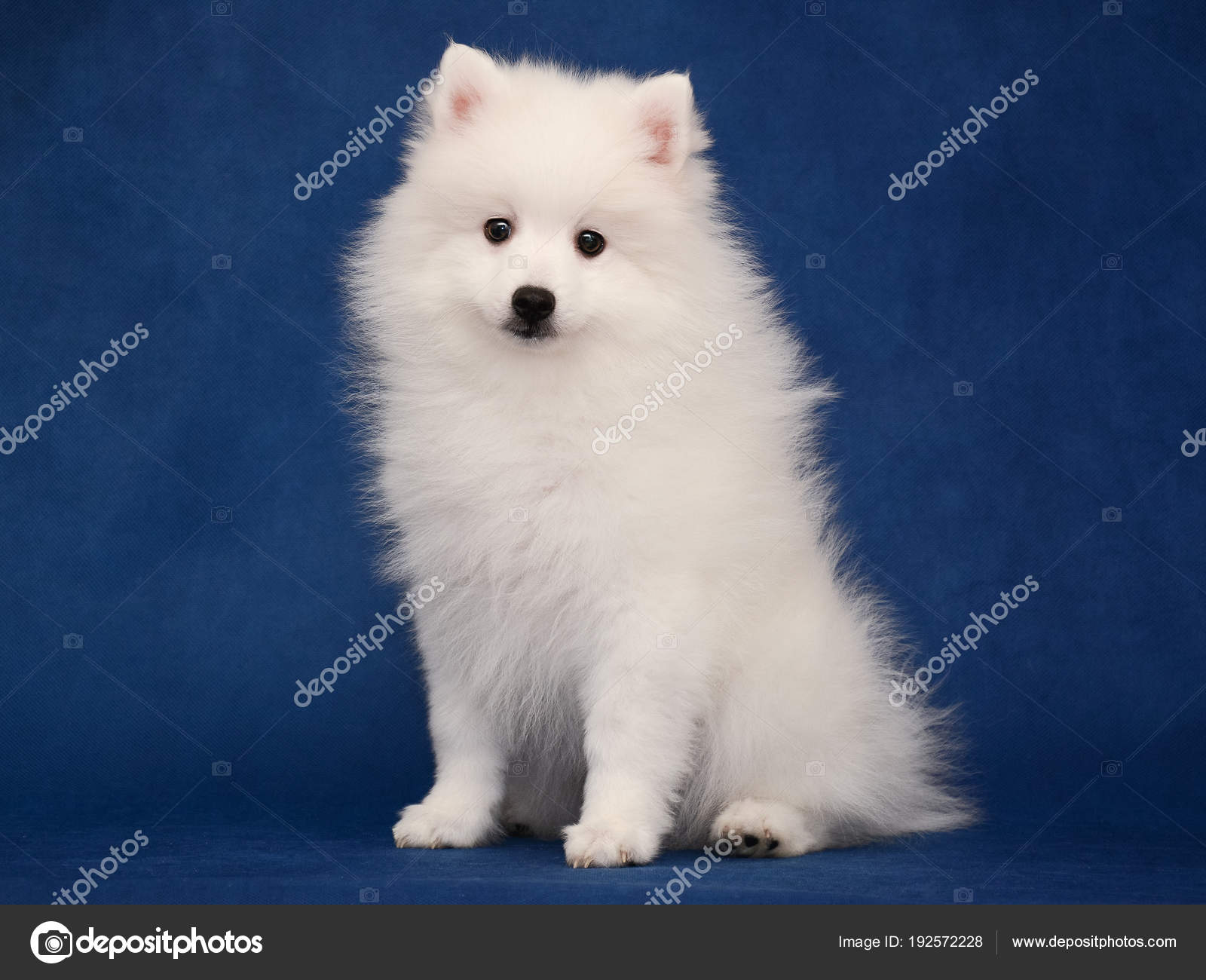 Puppy Japanese White Spitz Sitting Blue Background — Stock Photo ...