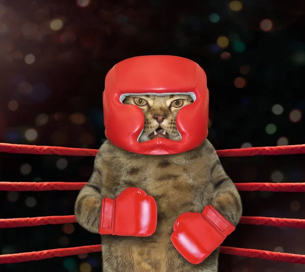 Cat boxing gloves Stock Photos, Royalty Free Cat boxing gloves Images ...