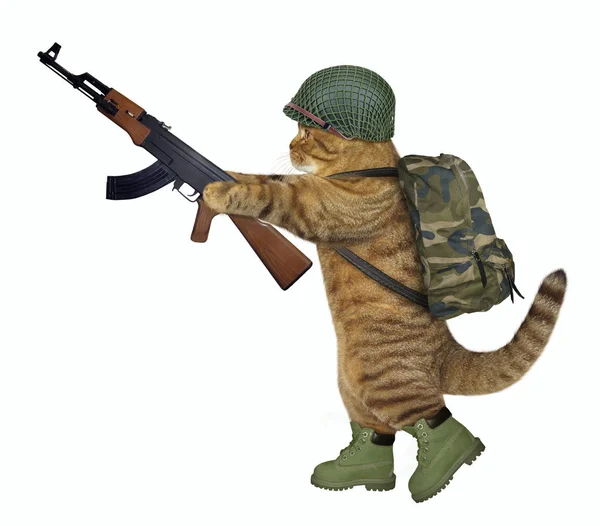 Cat soldier with gun — Stock Photo © Iridi #164041100