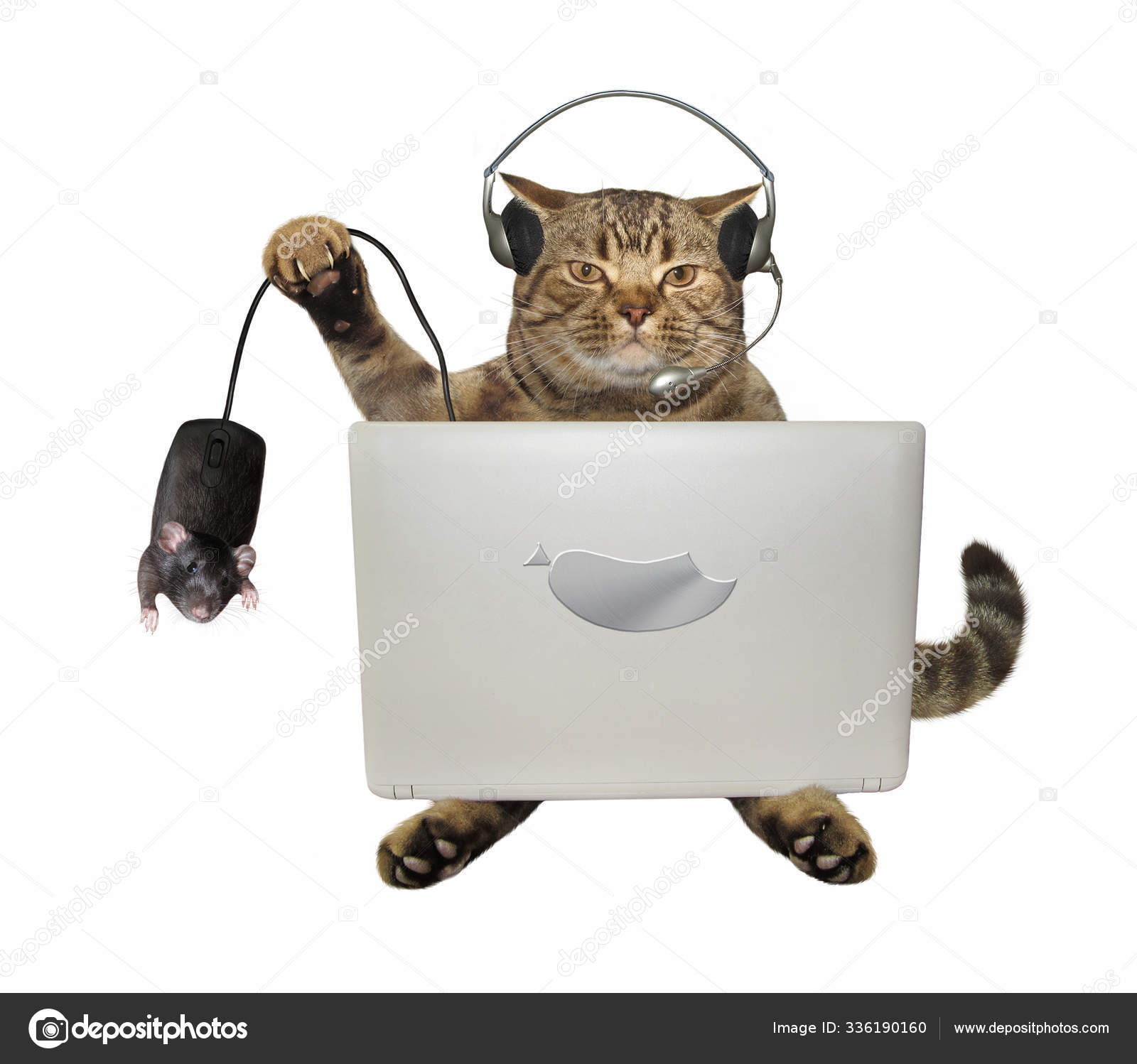 Cat Eating Computer Mouse