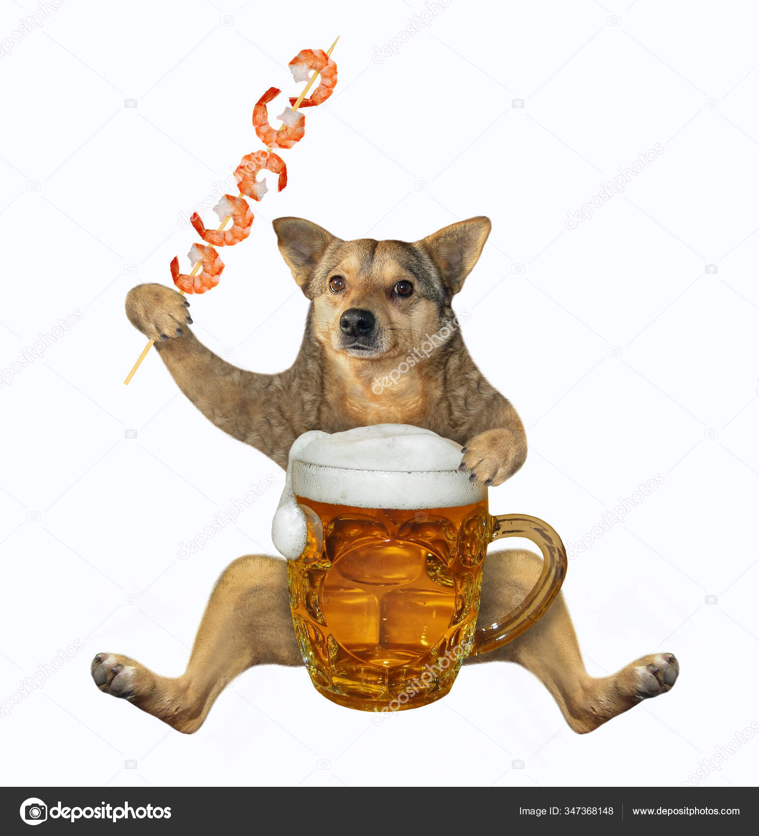Do Dogs Like Beer