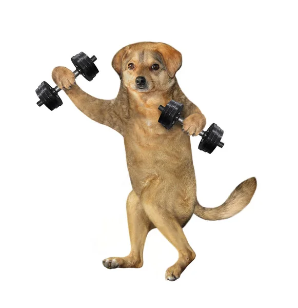 Dog dumbbell Stock Photos, Royalty Free Dog dumbbell Images | Depositphotos