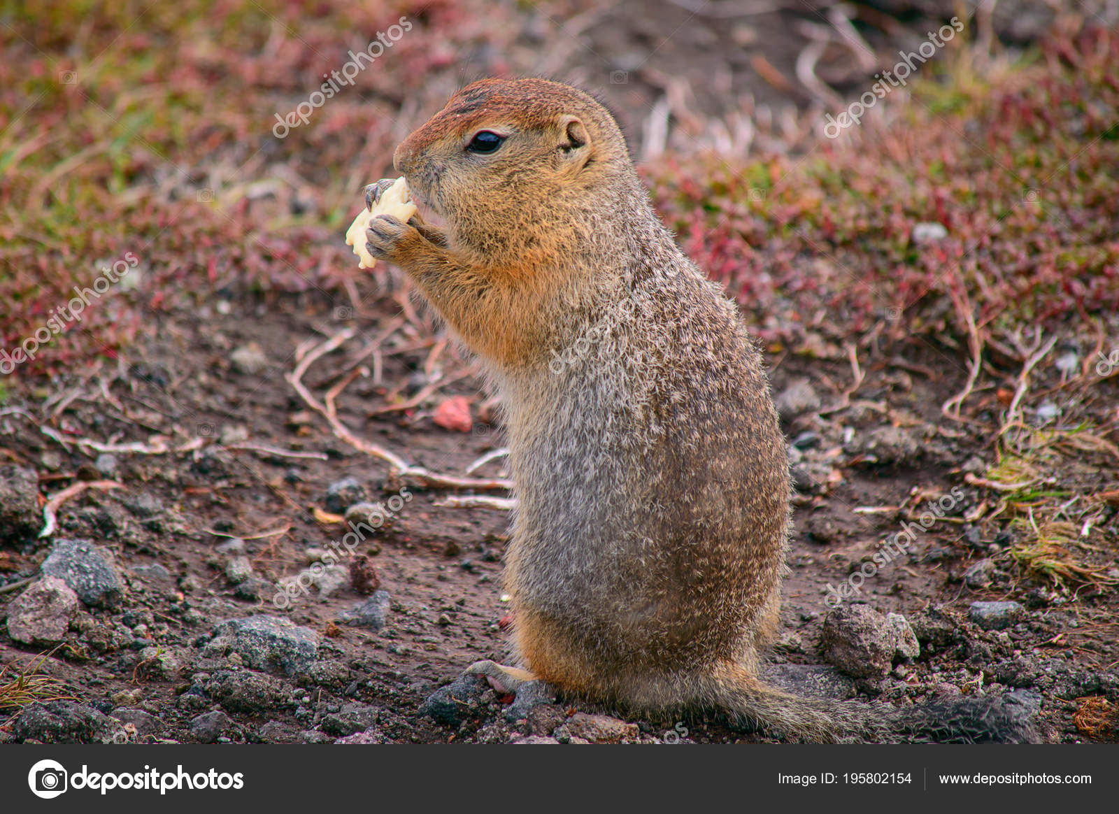 Evrazhka Kamchatka Rodent American Long Tail Gopher Sunny Day — Free ...