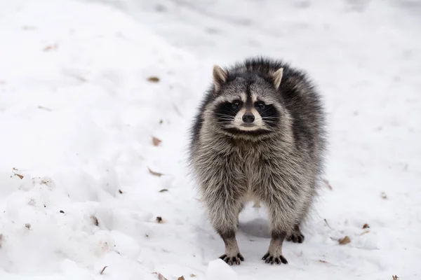 Raccoon snow Stock Photos, Royalty Free Raccoon snow Images | Depositphotos