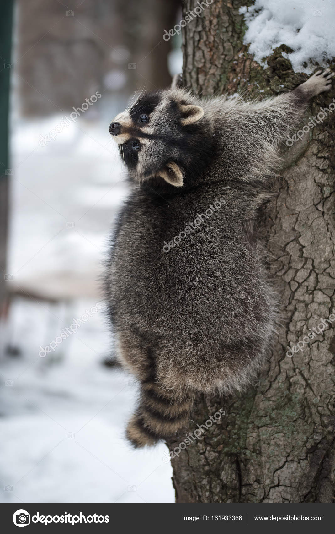 The raccoon on a tree in the winter park Stock Photo by ©photographe_EK ...