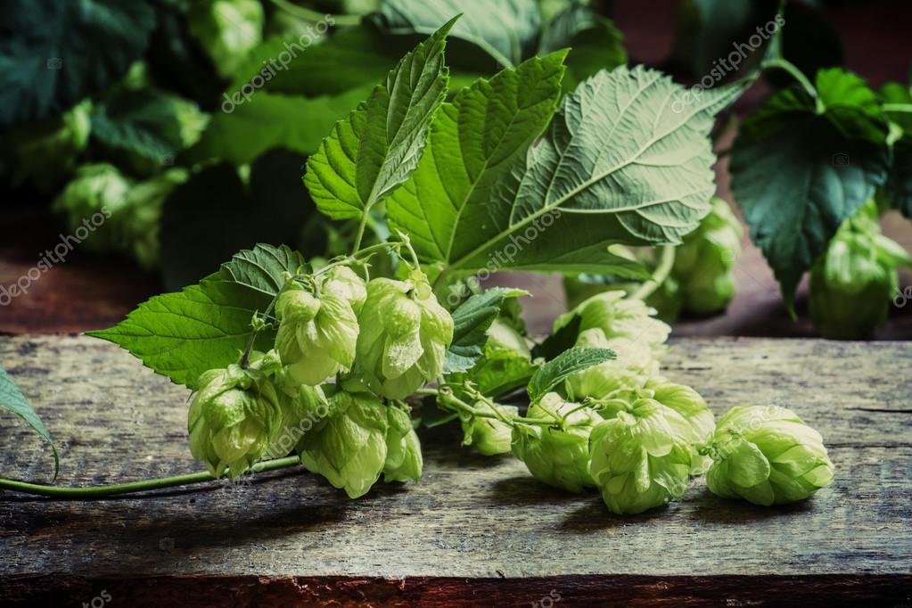 Hop cones and twine vine with leaves Stock Photo by ©5PH 125519448