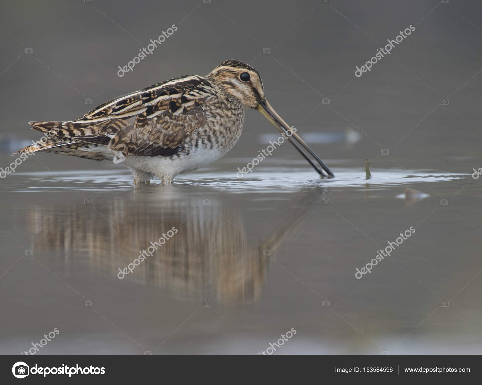The common snipe Stock Photo by ©tahirabbas 153584596