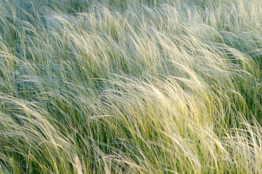 Feather grass, needle grass, or spear grass (Stipa sp.) Crimea, — Stock ...