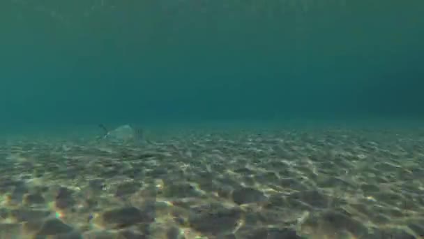 551 Silver scale Videos, Royalty-free Stock Silver scale Footage ...