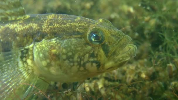 104 Grass goby Videos, Royalty-free Stock Grass goby Footage ...