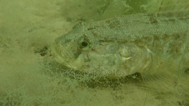 104 Grass goby Videos, Royalty-free Stock Grass goby Footage ...