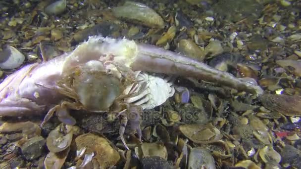 Two Swimming crab eat dead fish, medium shot. — Stock Video © diogenes ...