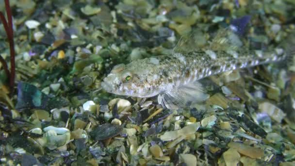 Marbled goby (Pomatoschistus marmoratus). — Stock Video © diogenes.ukr ...