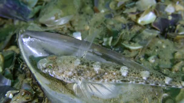 Marbled goby (Pomatoschistus marmoratus). — Stock Video © diogenes.ukr ...