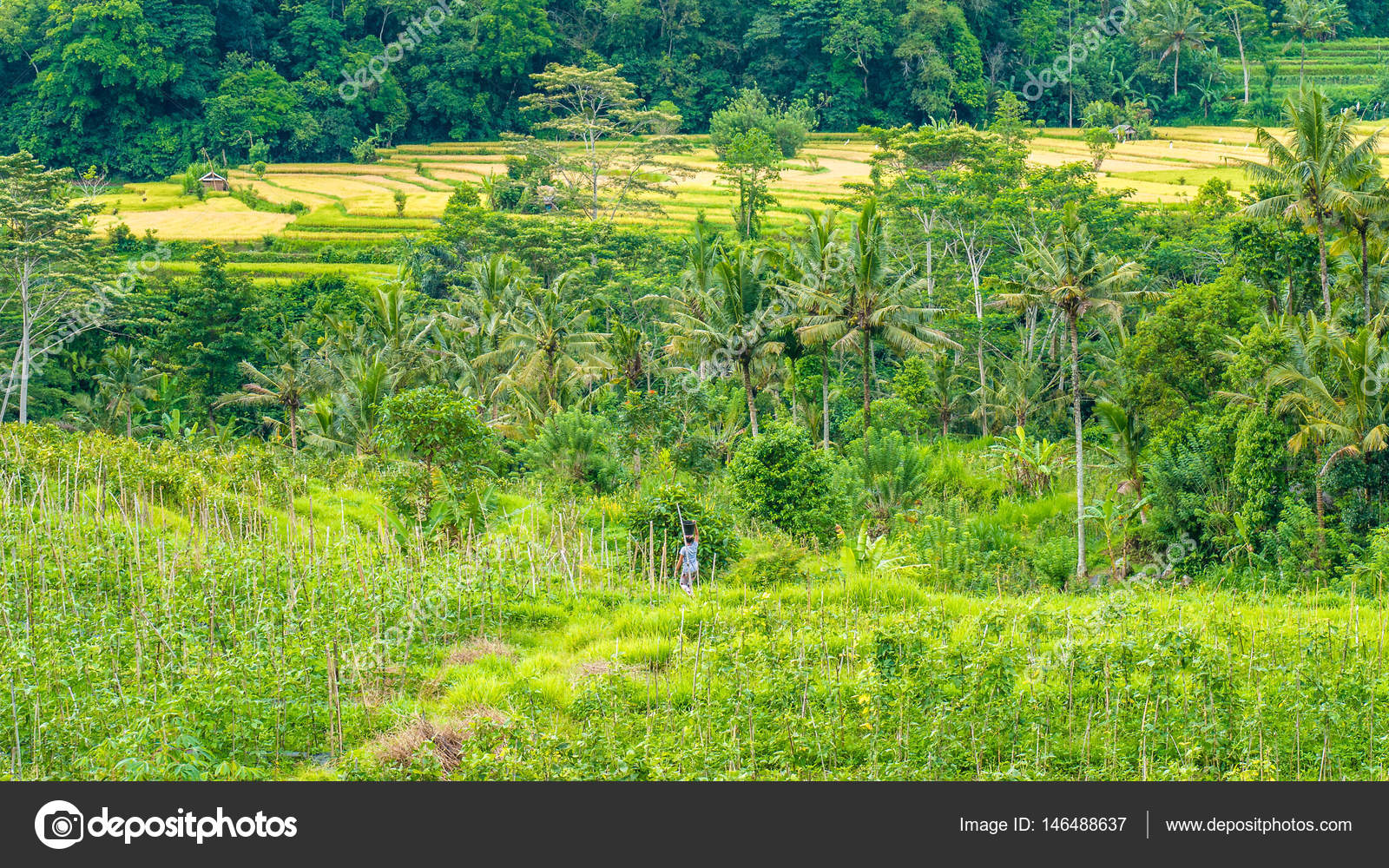 Rice tarraces and some huts between, Sidemen, Bali, Indonesia Stock ...