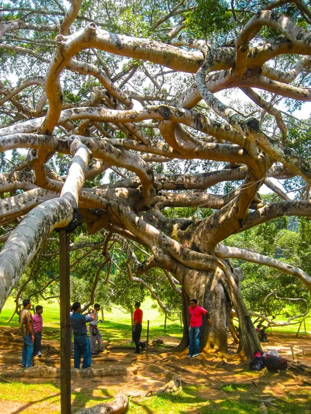 Ratchaphruek tree Stockfotos, lizenzfreie Ratchaphruek tree Bilder ...