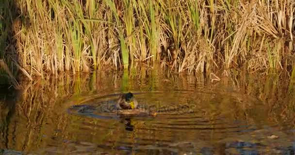 194 vídeos de Accouplement des canards libres de derechos | Depositphotos
