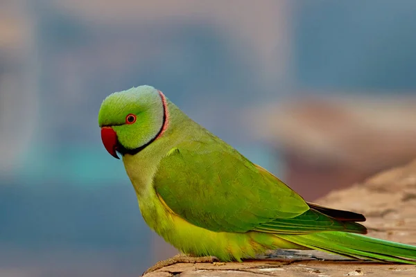 Indian parrot Stock Photos, Royalty Free Indian parrot Images ...