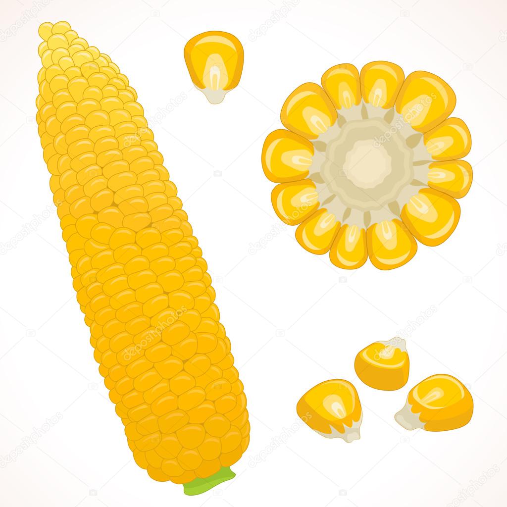 Corn Kernel Illustration