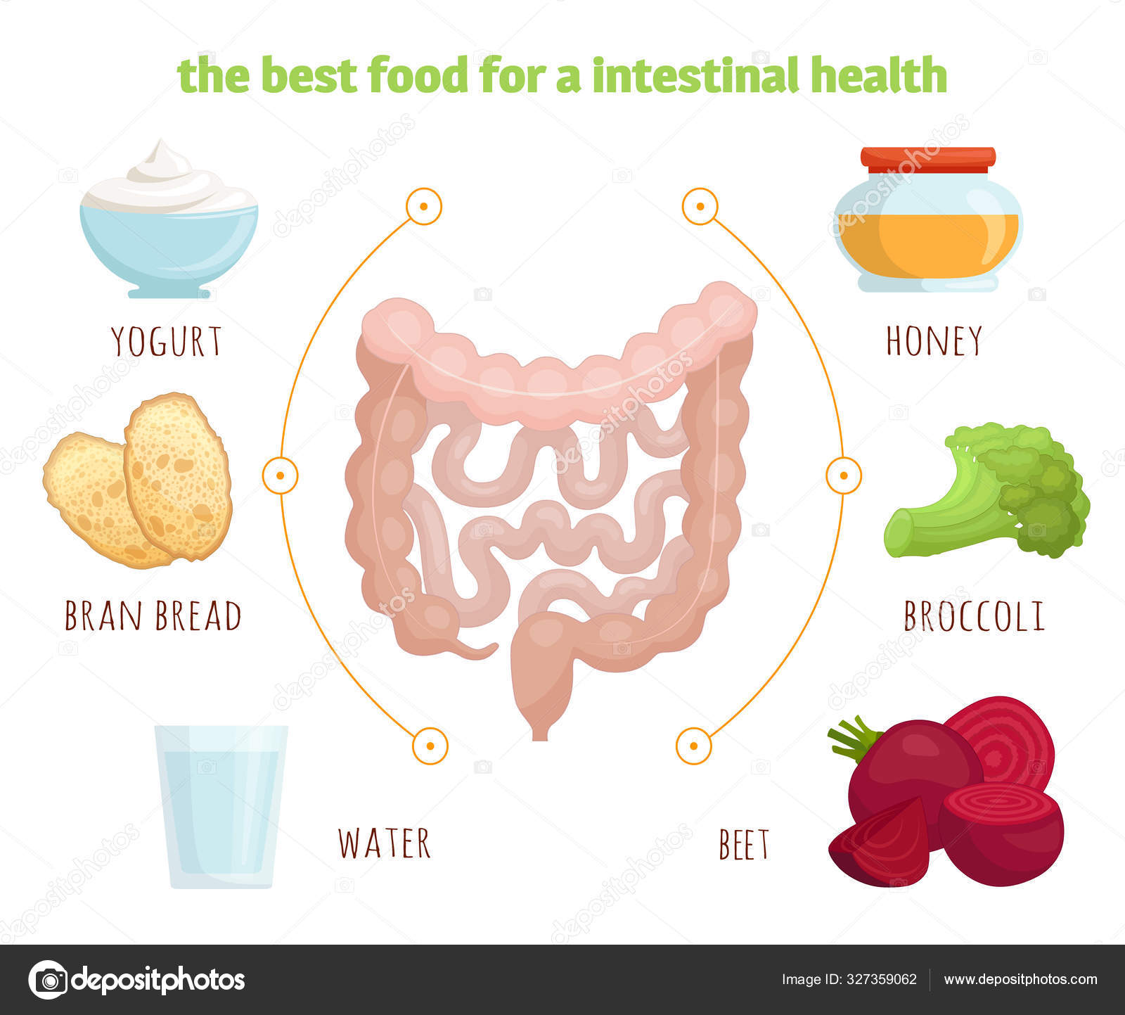 Products from gut.. Vector illustration. Diet for a healthy intestines ...