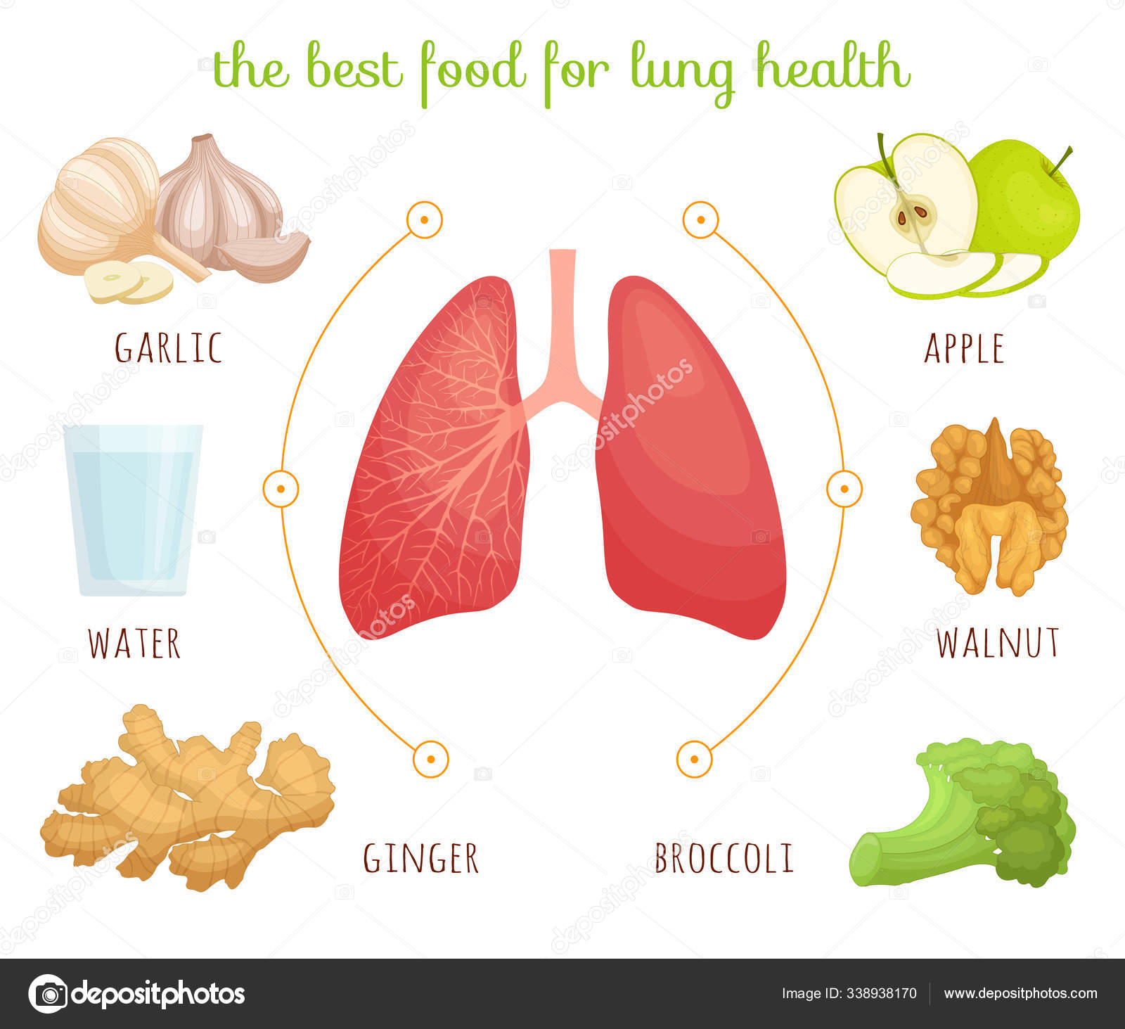 Products from lung. Vector illustration. Diet for a healthy lung. Stock ...
