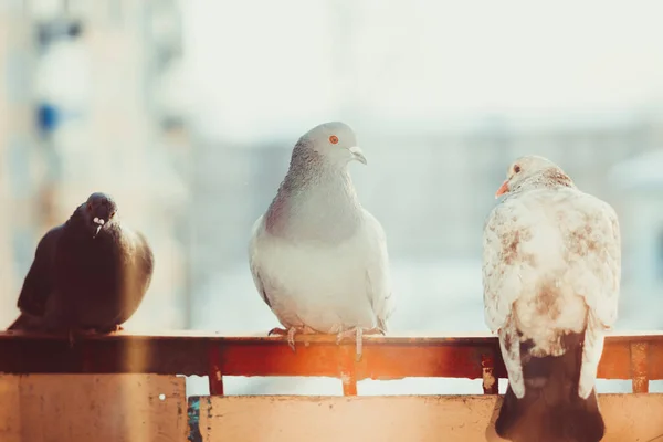 Fat pigeon Stock Photos, Royalty Free Fat pigeon Images | Depositphotos