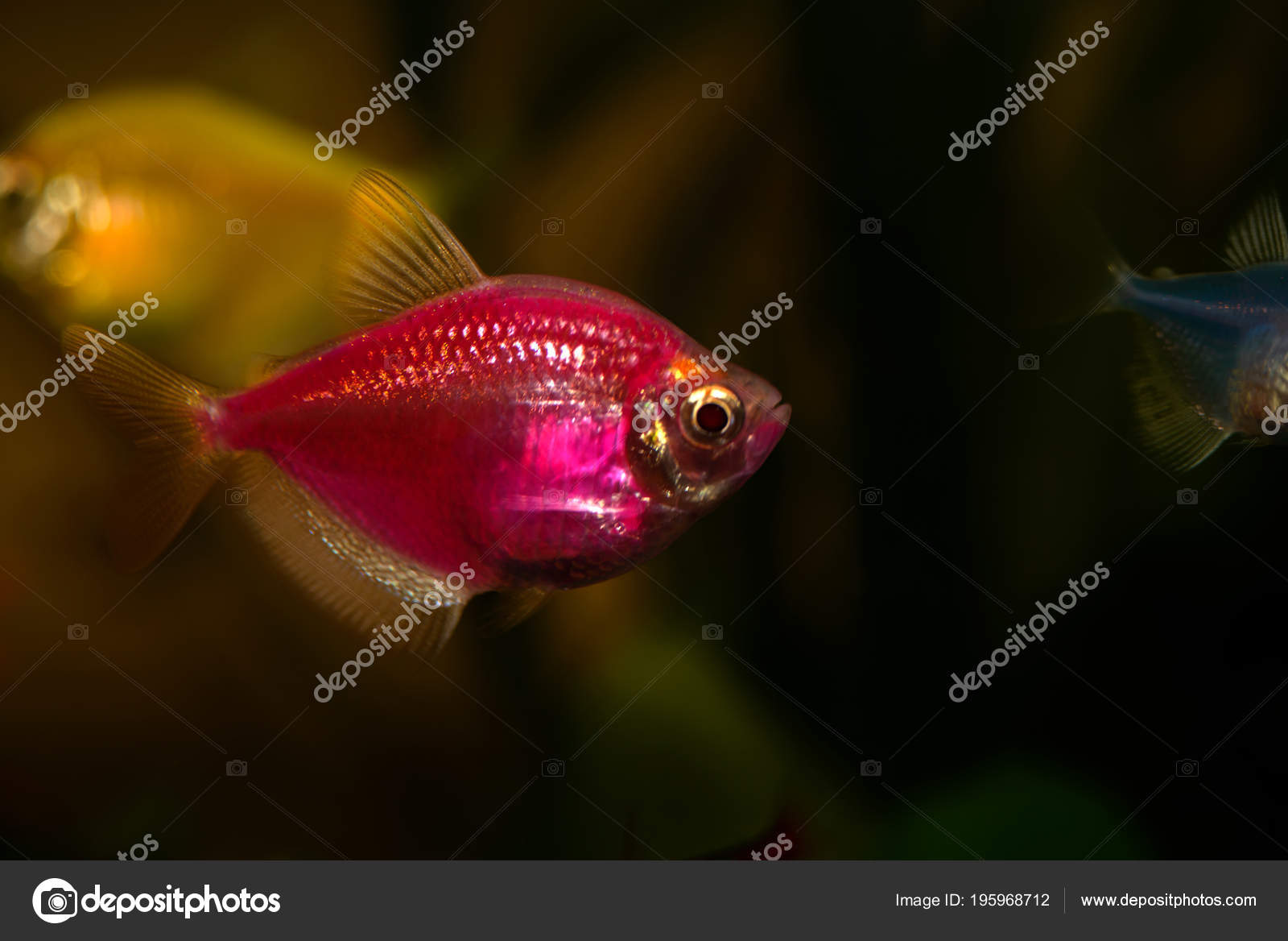 Neon Pink Fish