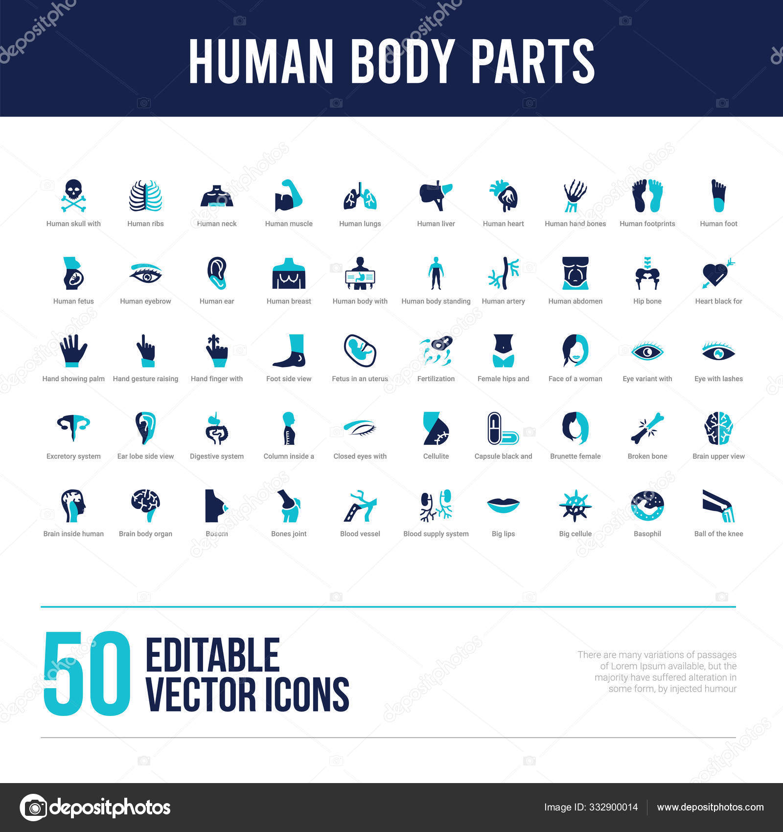 50 human body parts concept filled icons Stock Vector Image by ...