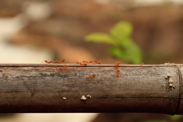Ants on pipes Stock Photos, Royalty Free Ants on pipes Images ...